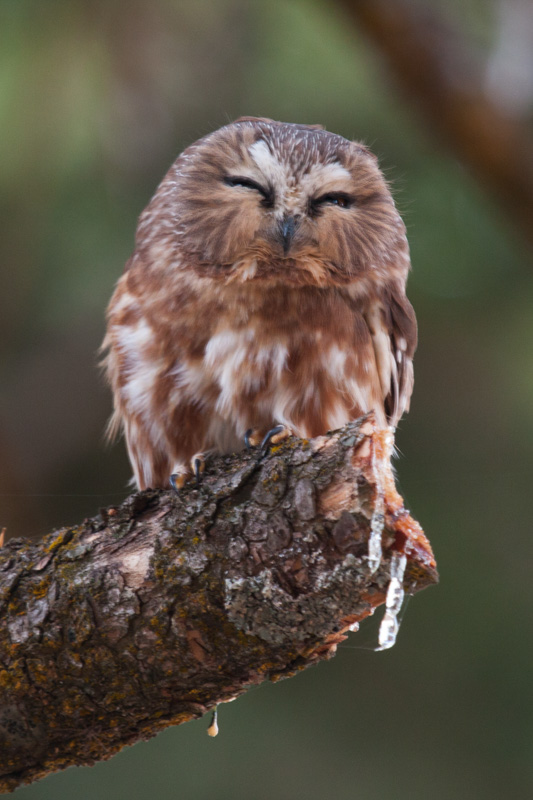 Owl Banding – North Branch Nature Center