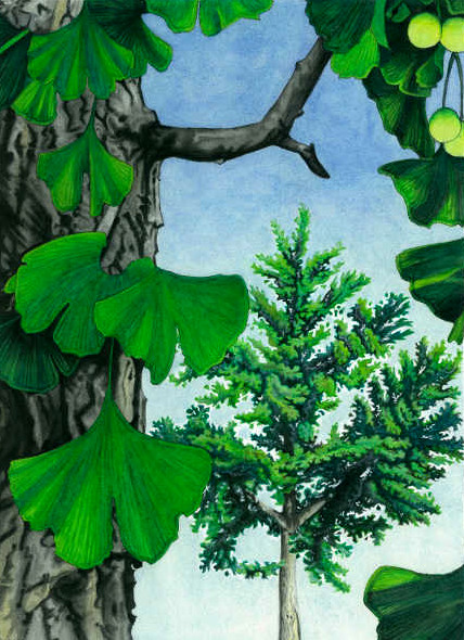 Patterns Across Nature – Drawing Class with Rachel Mirus – North Branch ...