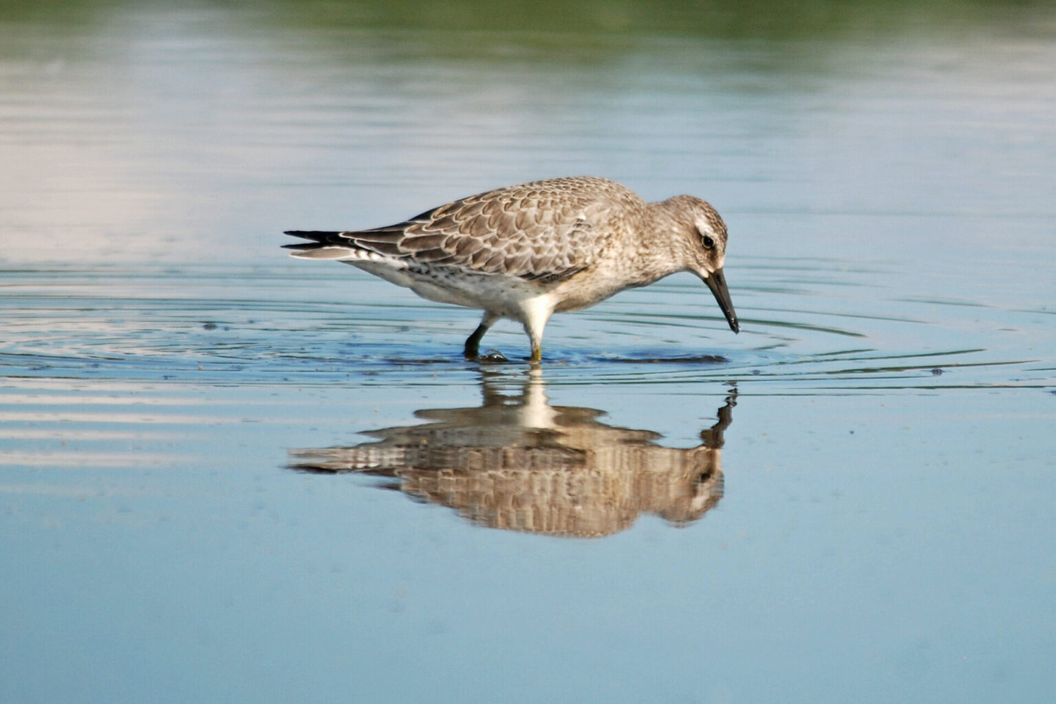 Shorebirds, Seabirds, and Songbirds on Cape Cod – North Branch Nature ...